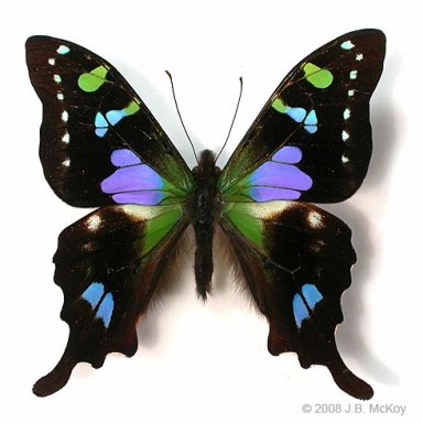 Moving Average Clouds Indicator for ThinkorSwim - useThinkScript Community