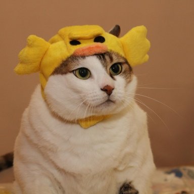 MACD HISTOGRAM - useThinkScript Community