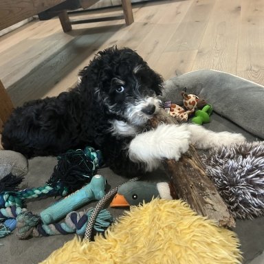 Sentiment Pulse Indicator For ThinkOrSwim - useThinkScript Community