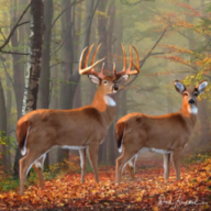 Linear Regression Angle - useThinkScript Community